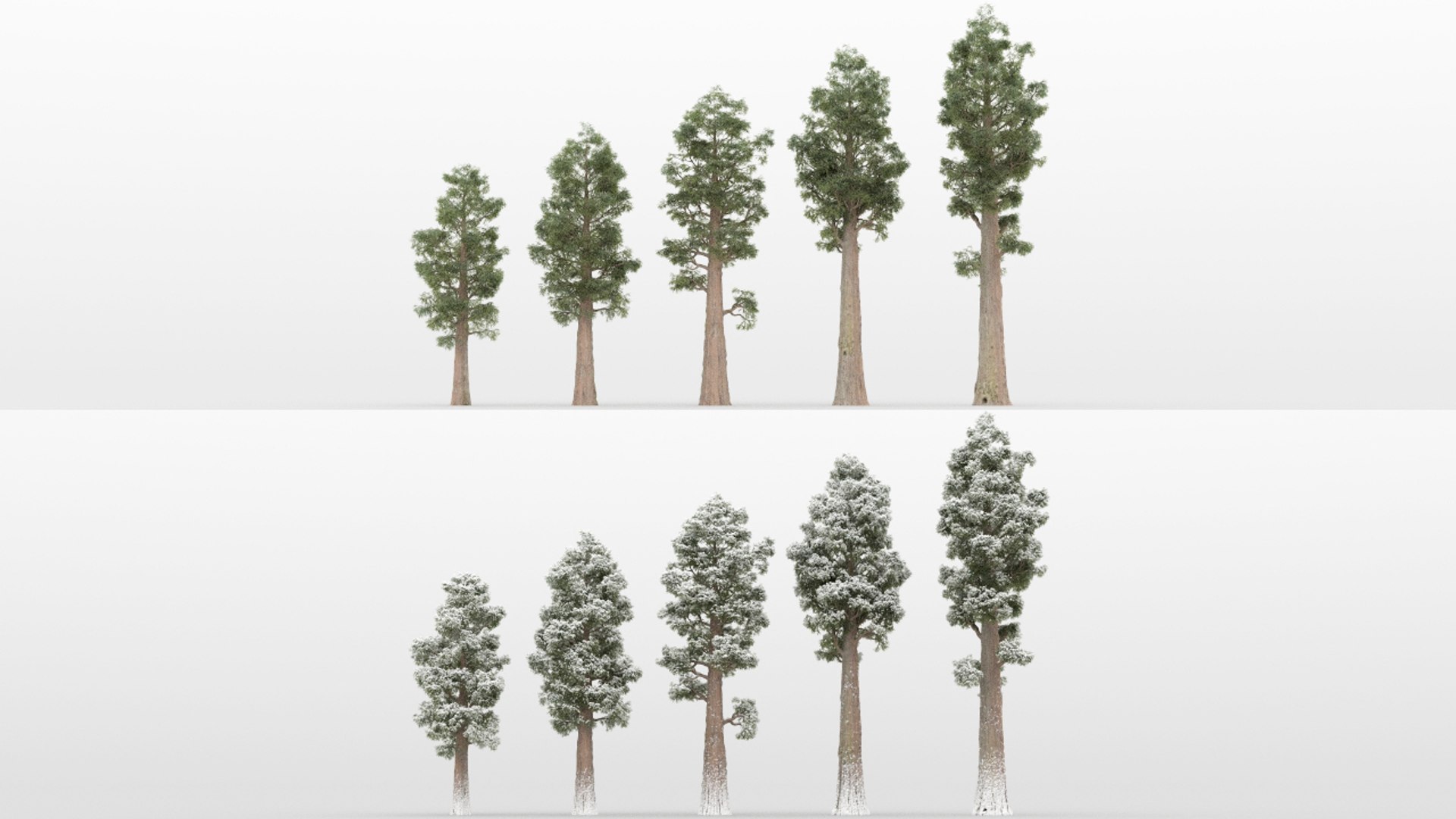 5 Sequoia Trees 3D Model - TurboSquid 1151548