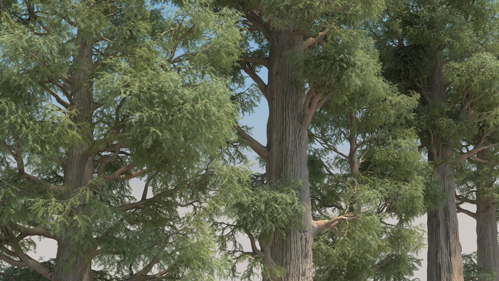 5 Sequoia Trees 3D Model - TurboSquid 1151548