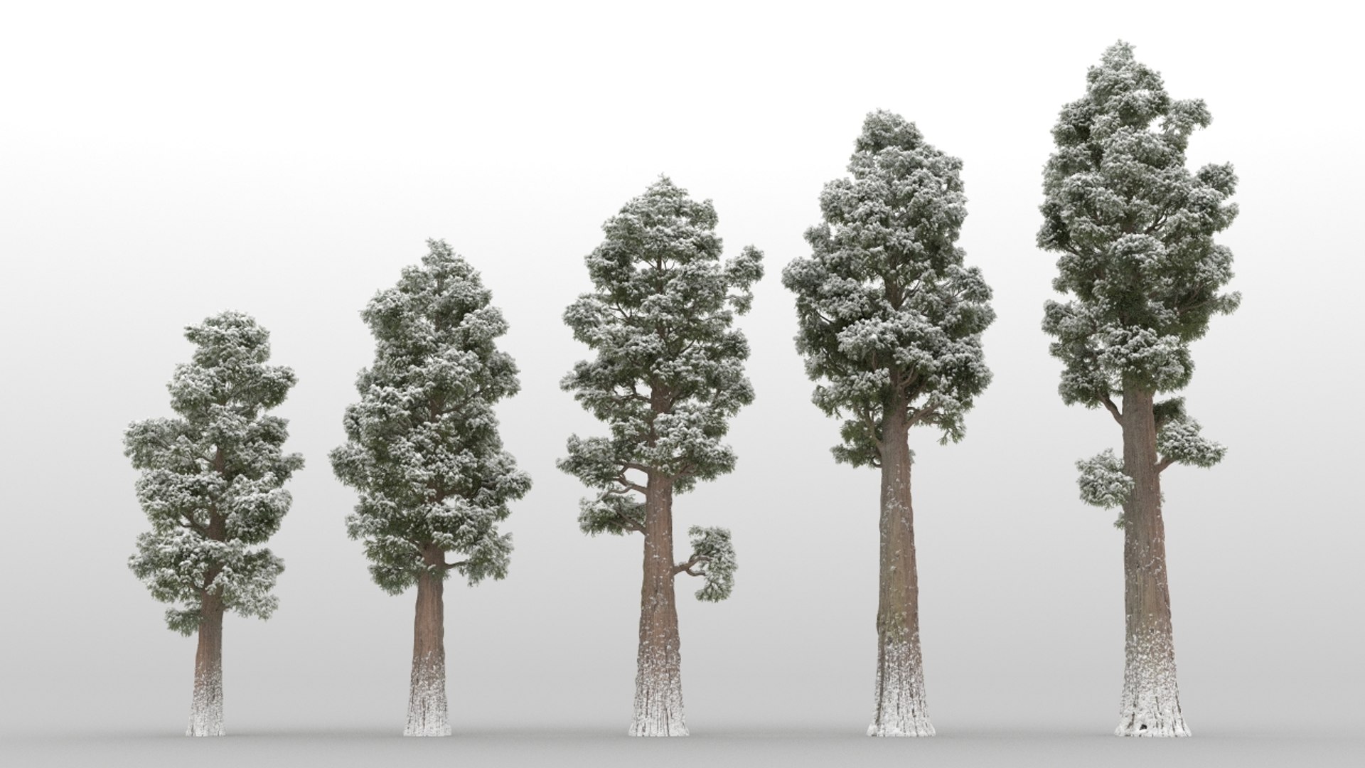 5 Sequoia Trees 3D Model - TurboSquid 1151548