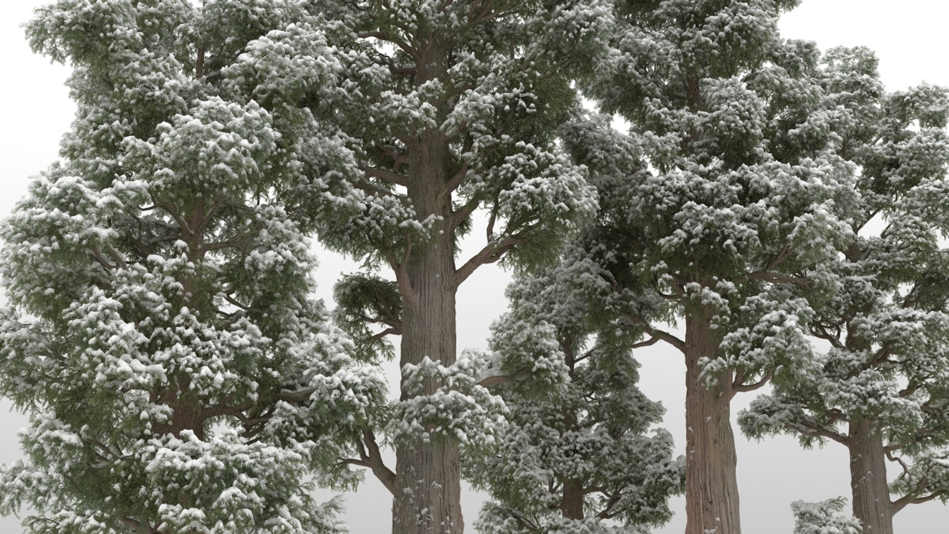 5 Sequoia Trees 3D Model - TurboSquid 1151548