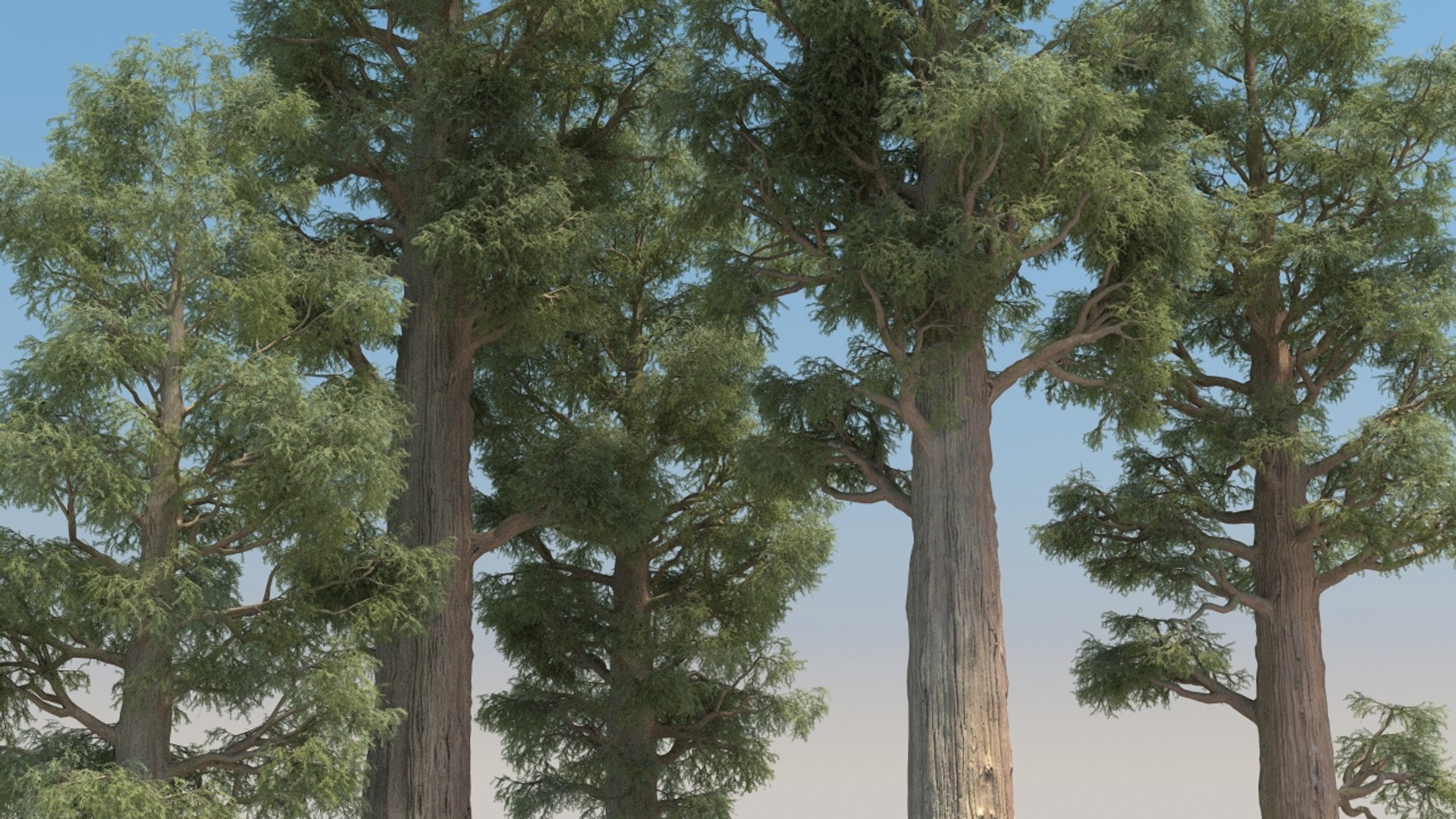 5 Sequoia Trees 3D Model - TurboSquid 1151548