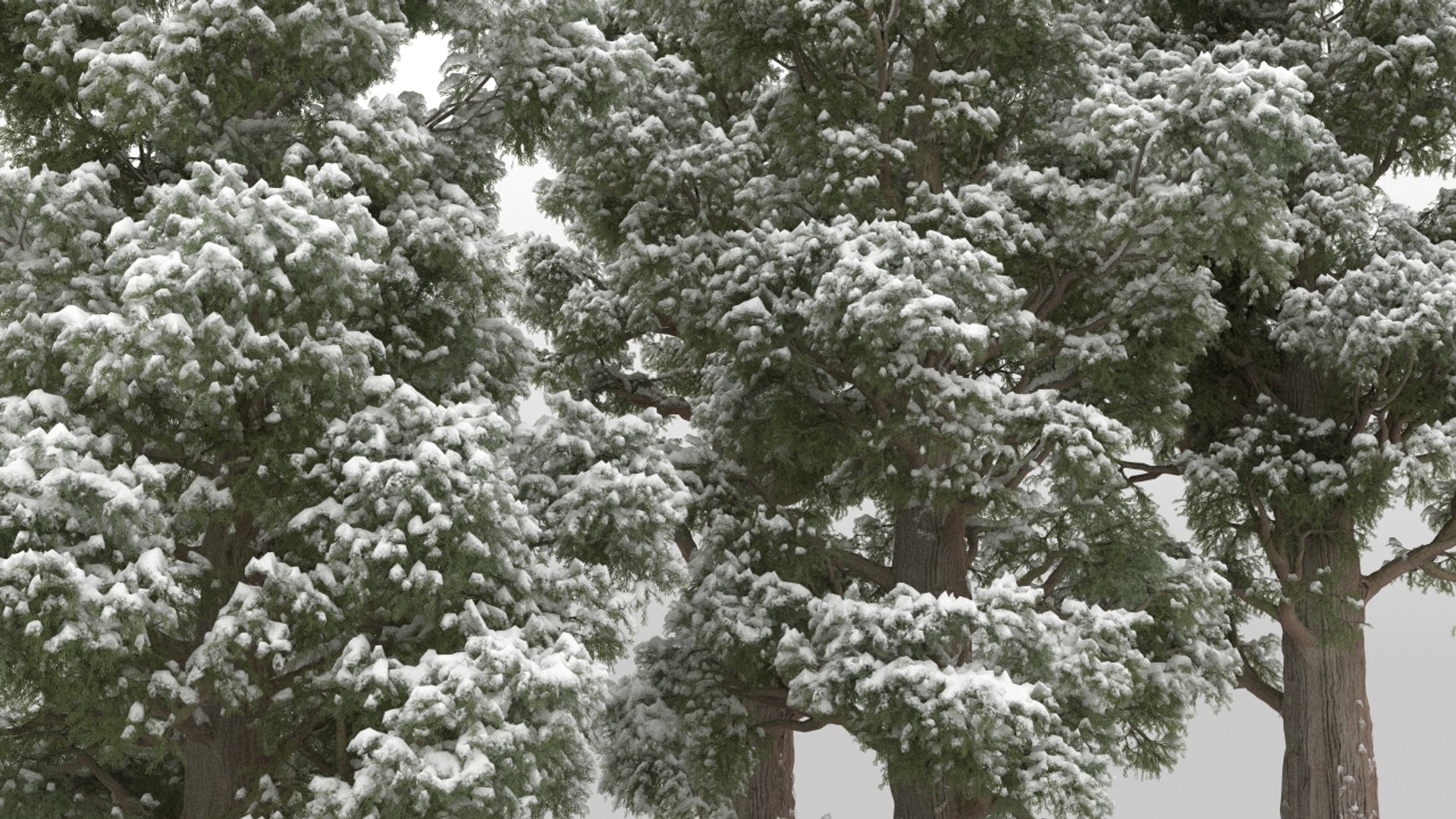 5 Sequoia Trees 3D Model - TurboSquid 1151548