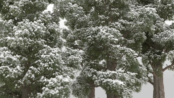 5 sequoia trees 3D model - TurboSquid 1151548