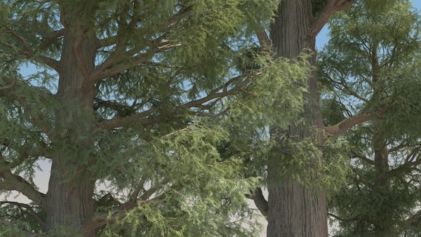 5 sequoia trees 3D model - TurboSquid 1151548