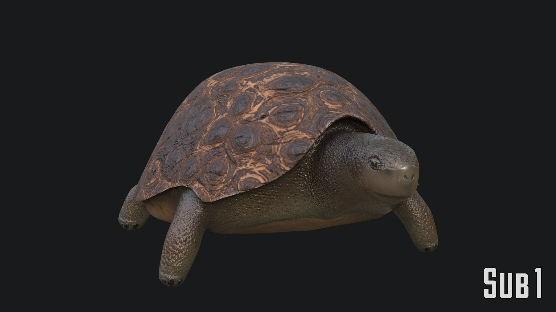 Rigged Turtle 3D Model - TurboSquid 2259716