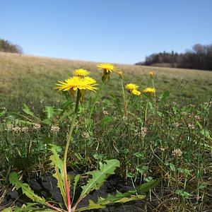 Meadow patch grass 3D model - TurboSquid 1459999