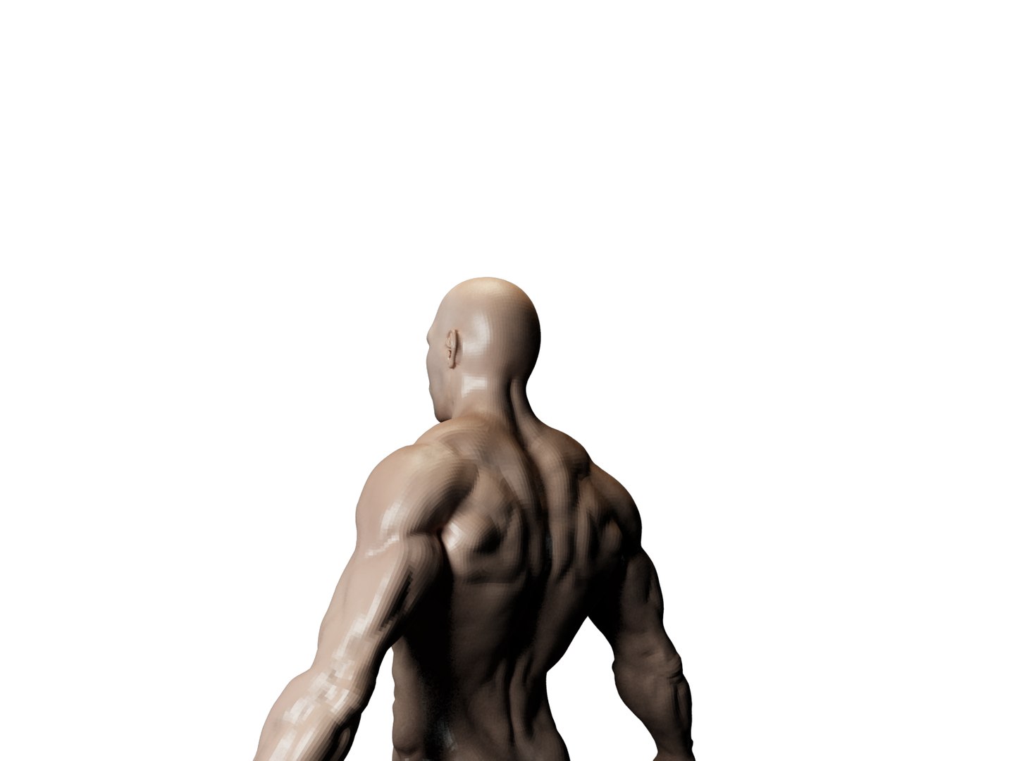3d model of man muscular