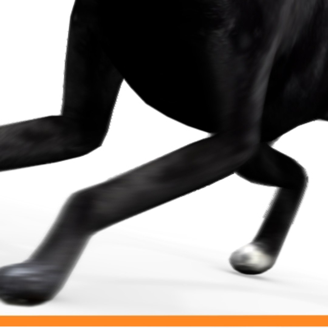 Dog Black Lab 3d Model