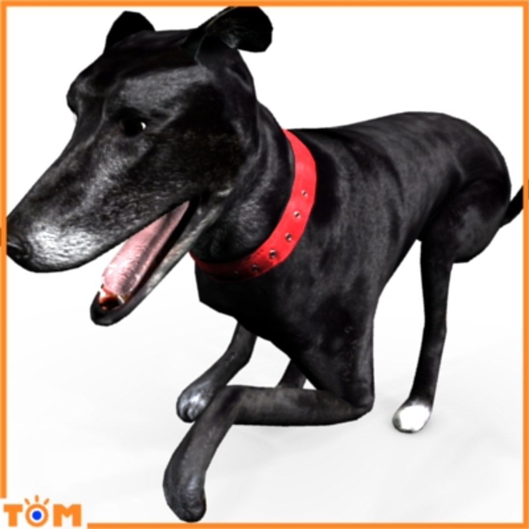 Dog Black Lab 3d Model