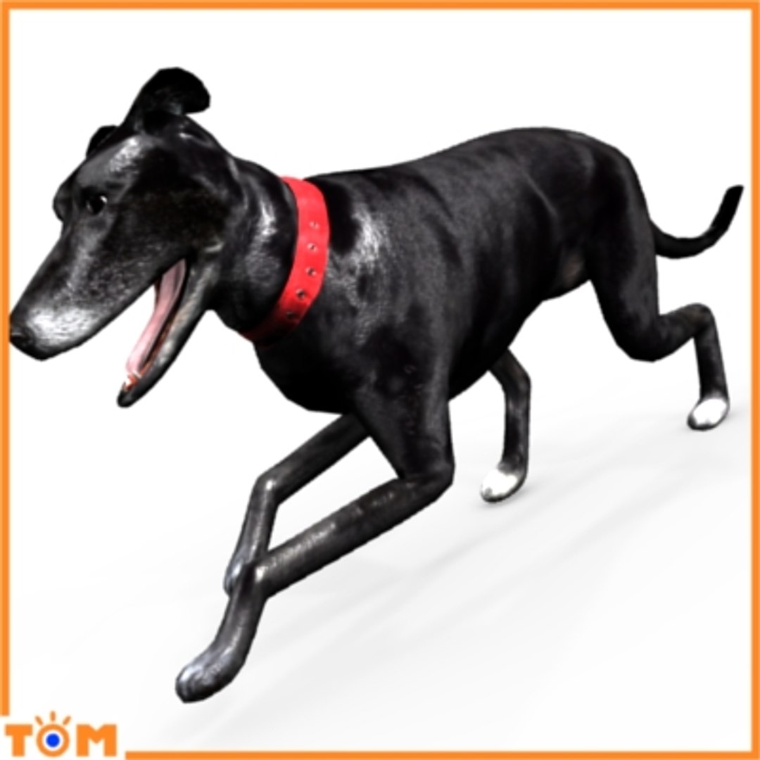 Dog Black Lab 3d Model