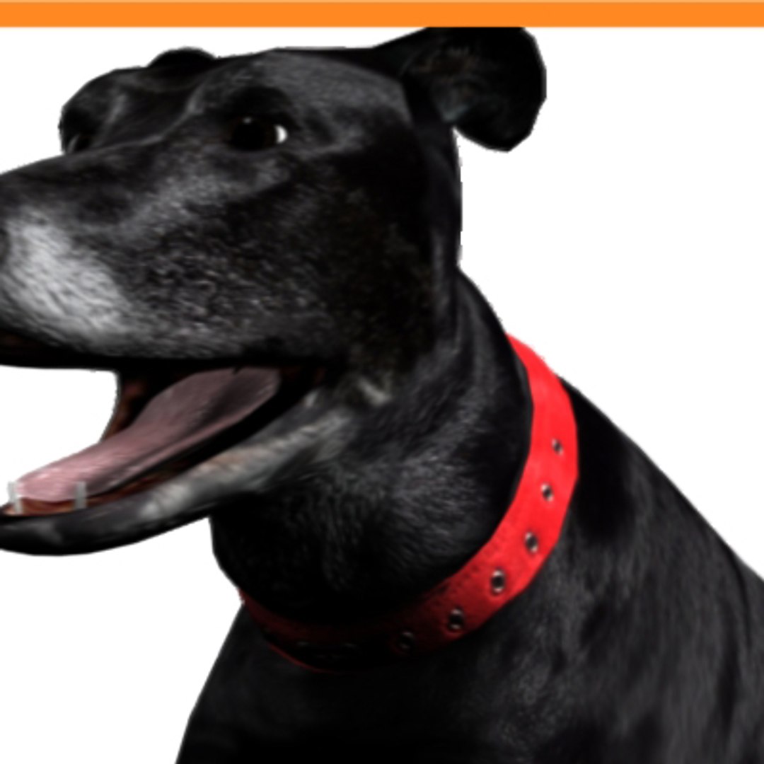 Dog Black Lab 3d Model