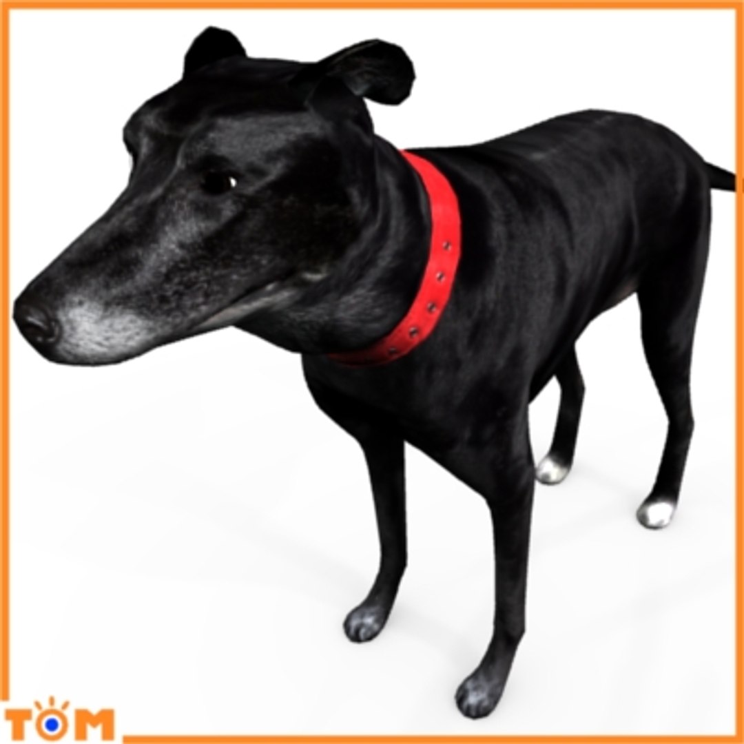 Dog Black Lab 3d Model