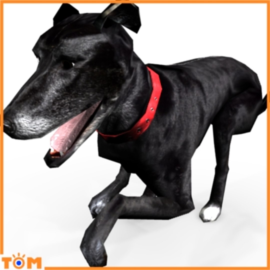 Dog Black Lab 3d Model