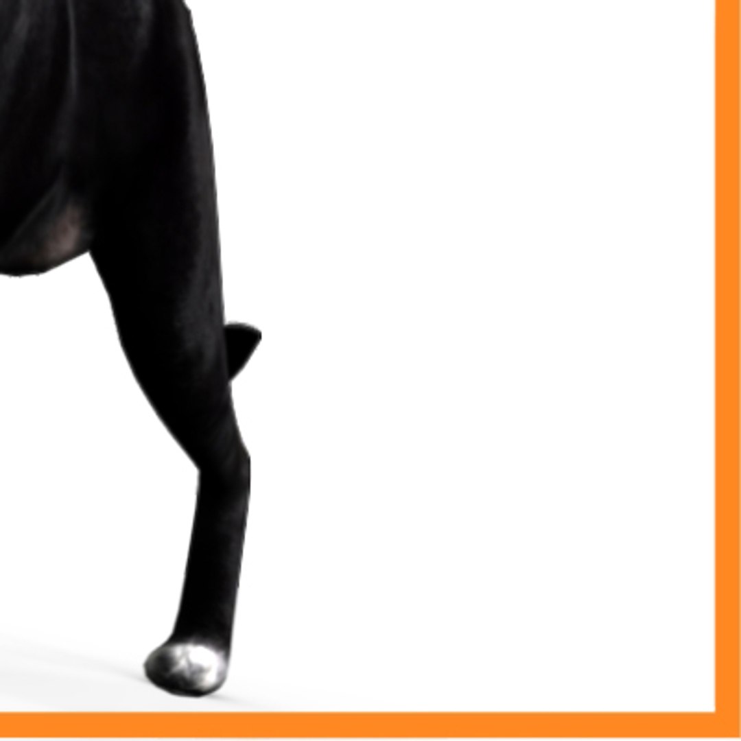 Dog Black Lab 3d Model