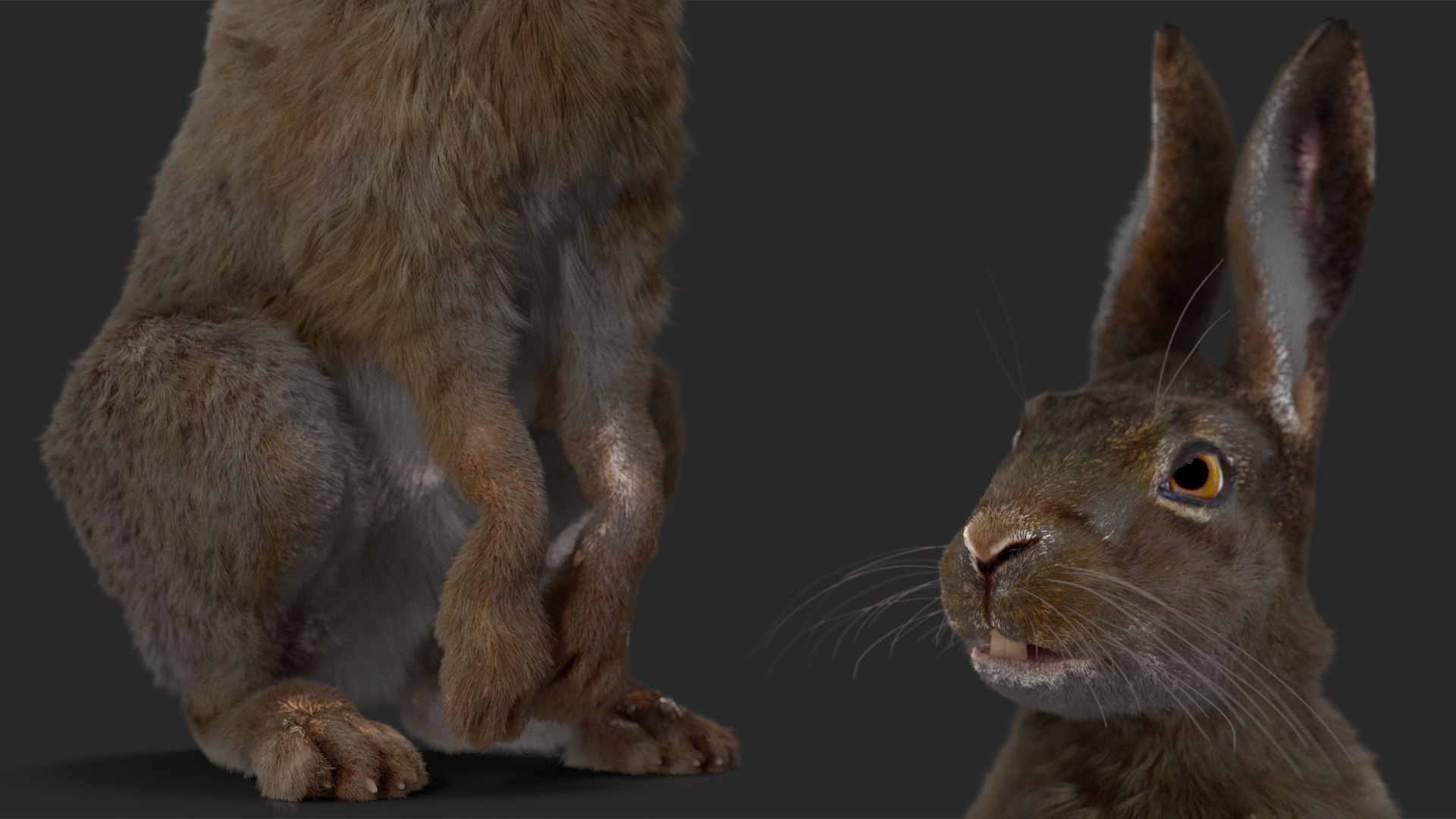 3D Hare With Fur Animated Model - TurboSquid 2241922