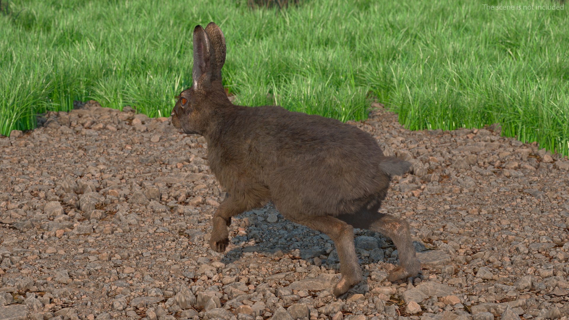 3D Hare With Fur Animated Model - TurboSquid 2241922