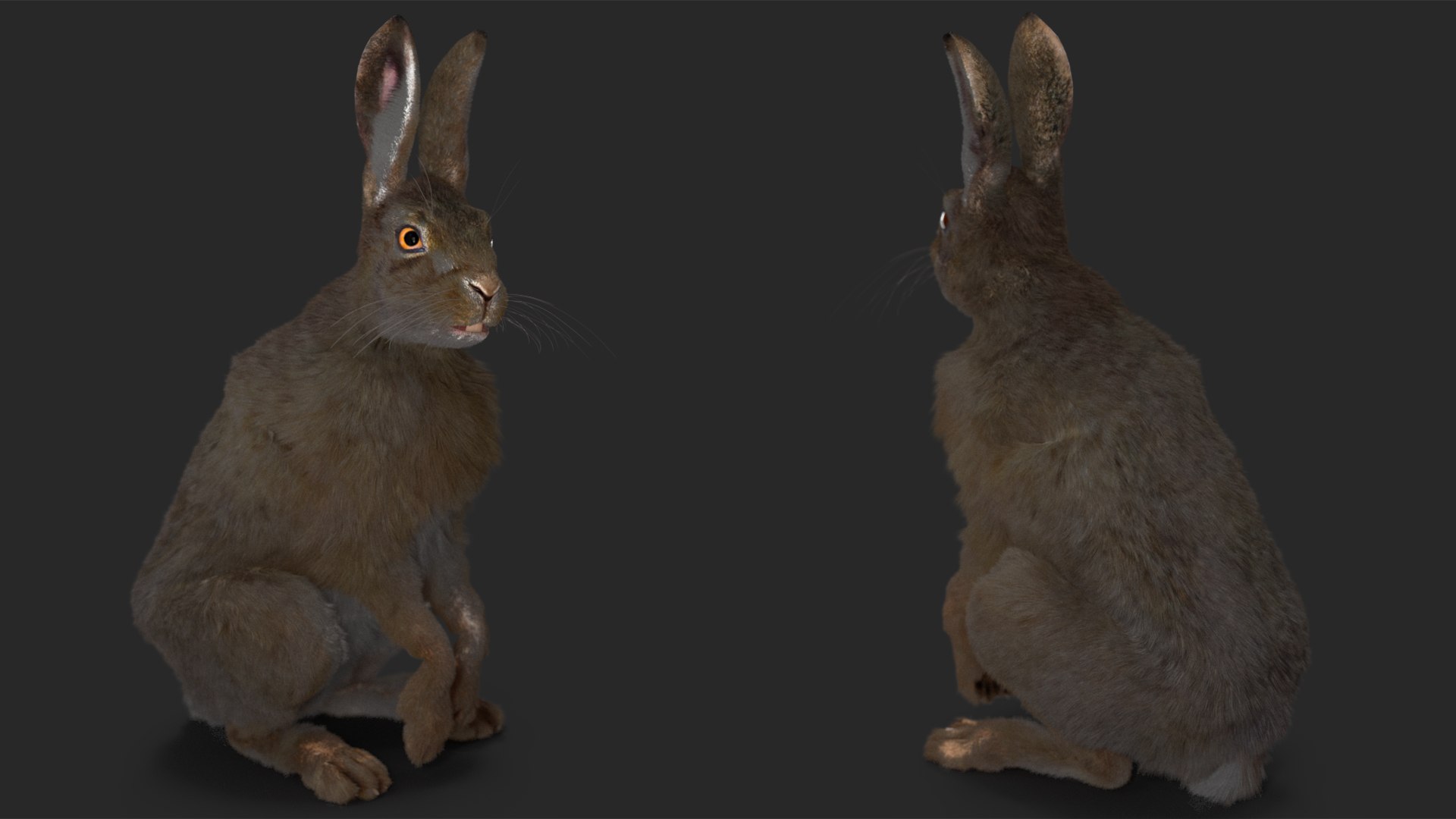 3D Hare With Fur Animated Model - TurboSquid 2241922