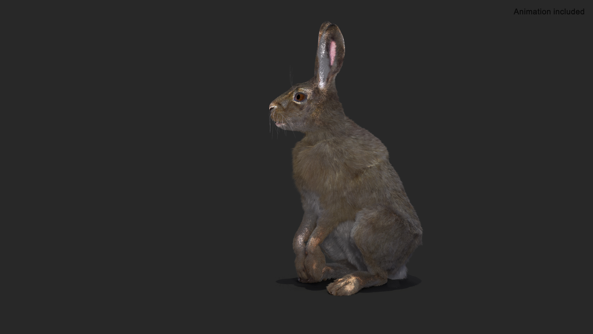 3D Hare With Fur Animated Model - TurboSquid 2241922