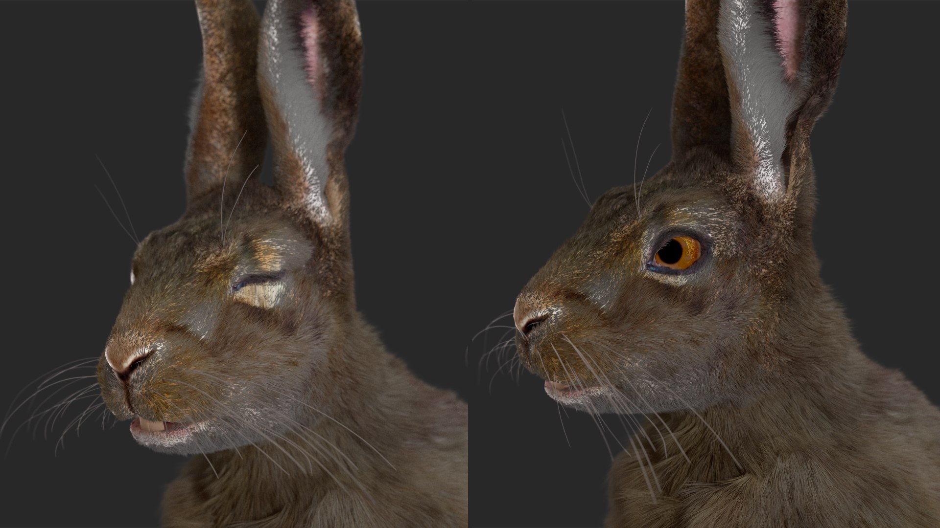 3D Hare With Fur Animated Model - TurboSquid 2241922