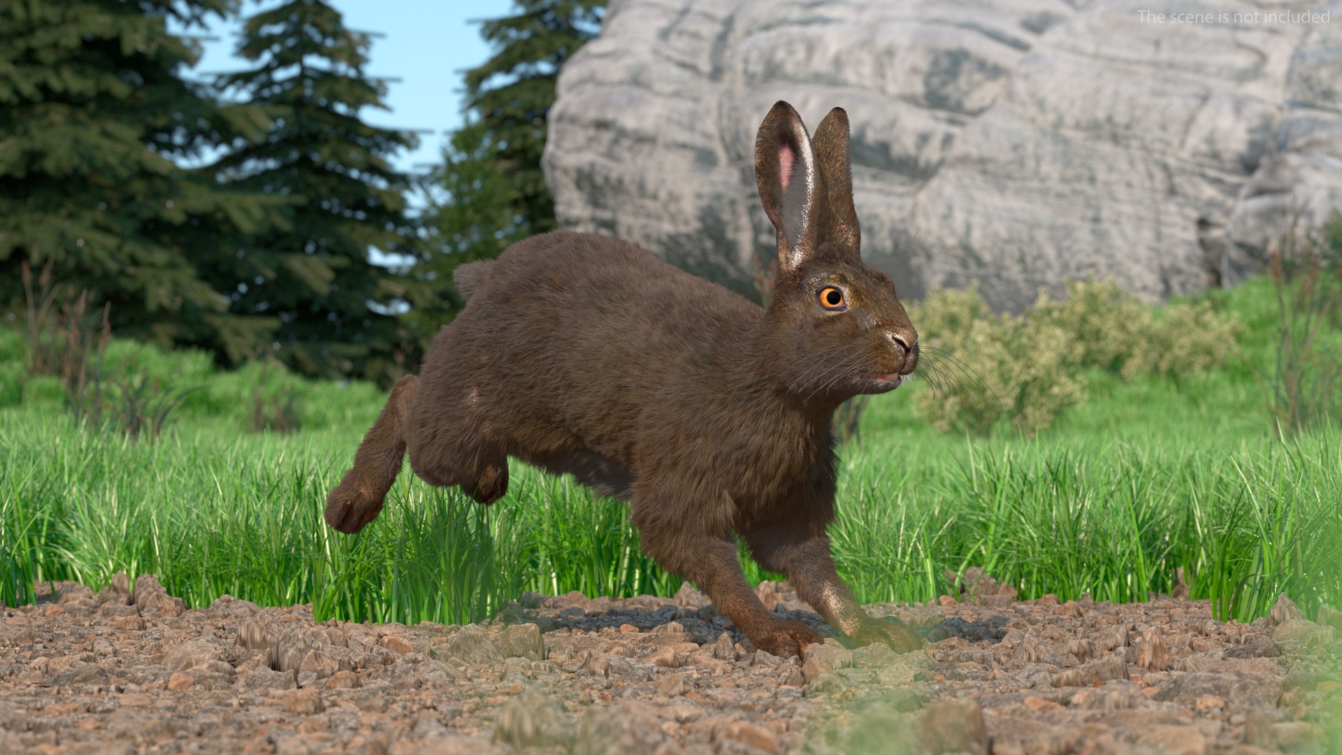 3D Hare With Fur Animated Model - TurboSquid 2241922