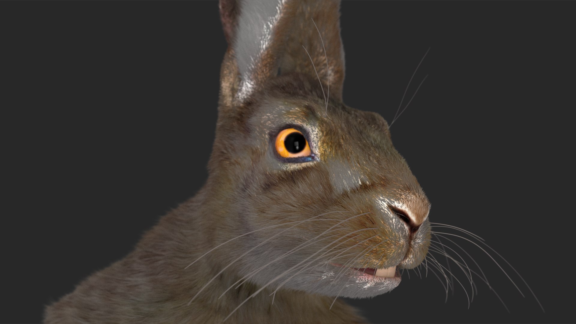 3D Hare With Fur Animated Model - TurboSquid 2241922