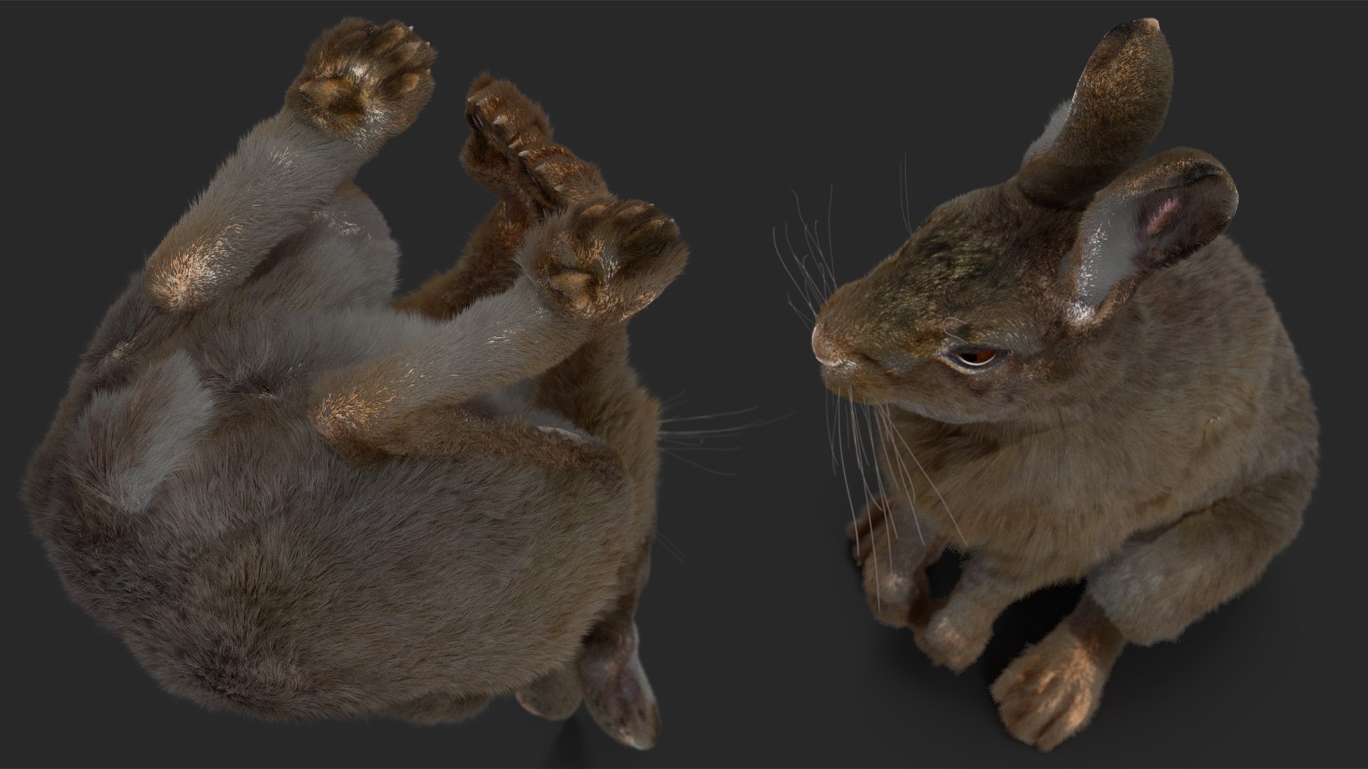 3D Hare With Fur Animated Model - TurboSquid 2241922
