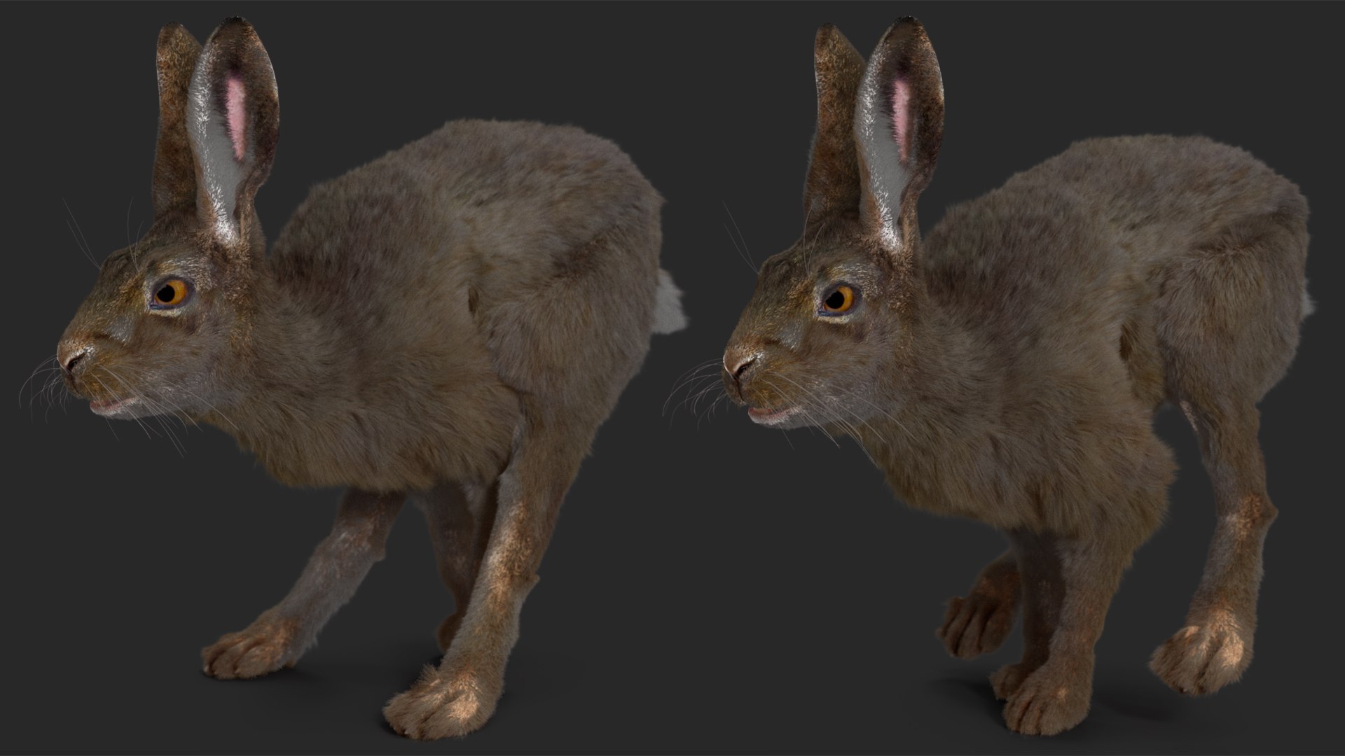 3D Hare With Fur Animated Model - TurboSquid 2241922