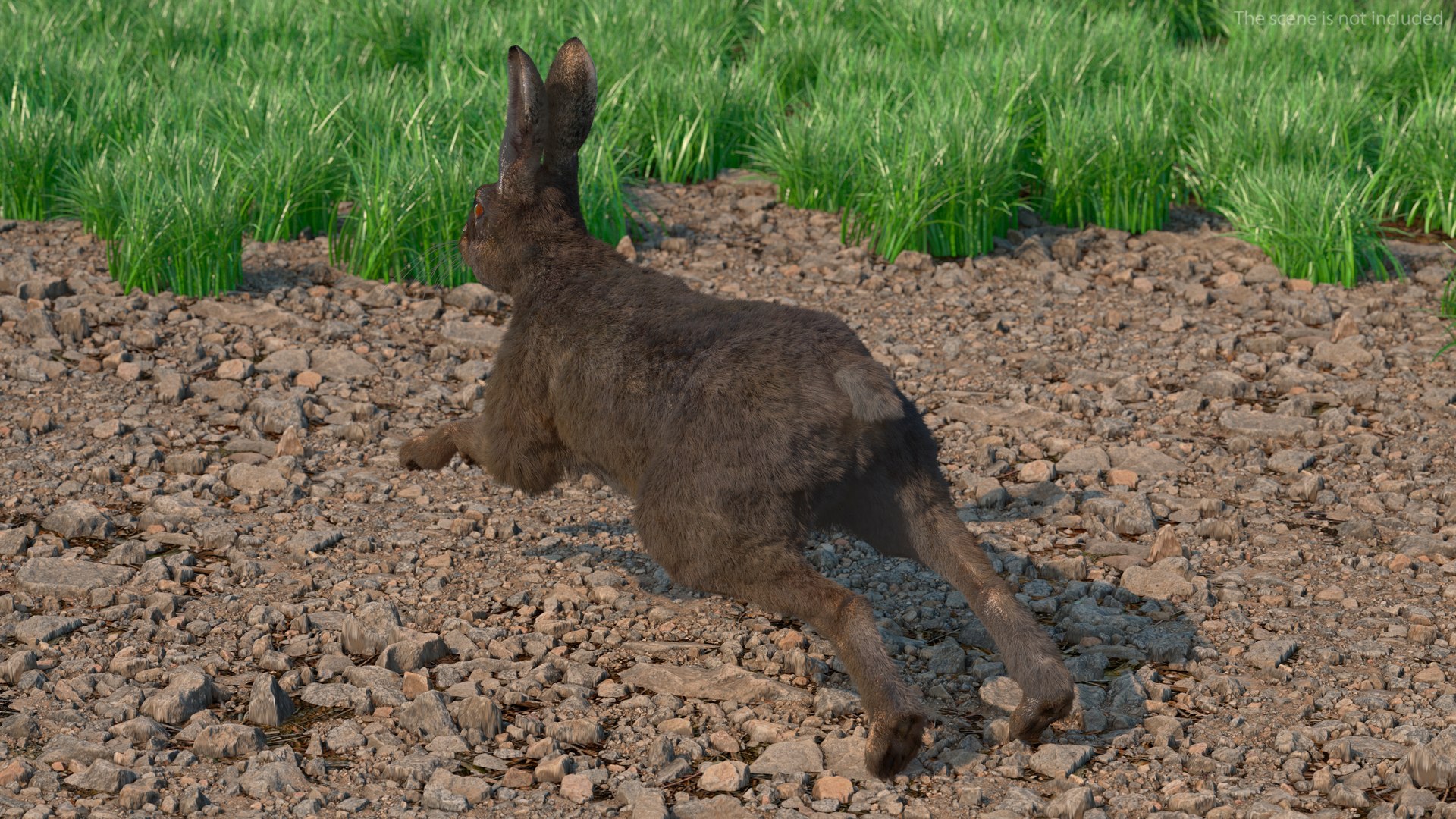 3D Hare With Fur Animated Model - TurboSquid 2241922