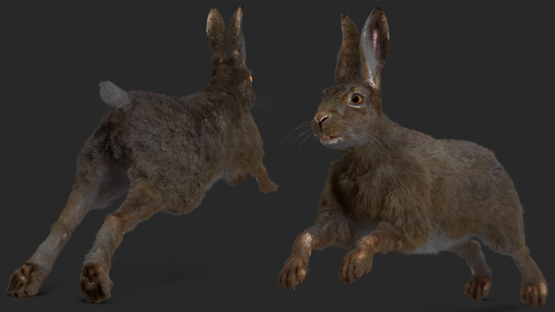 3D Hare With Fur Animated Model - TurboSquid 2241922