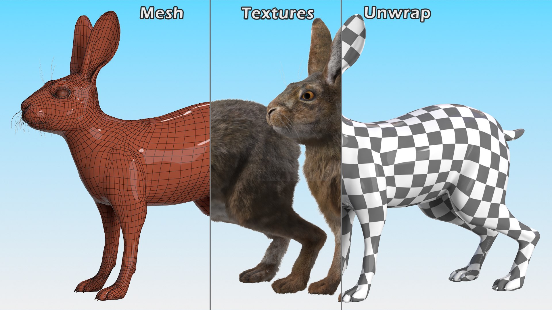 3D Hare With Fur Animated Model - TurboSquid 2241922