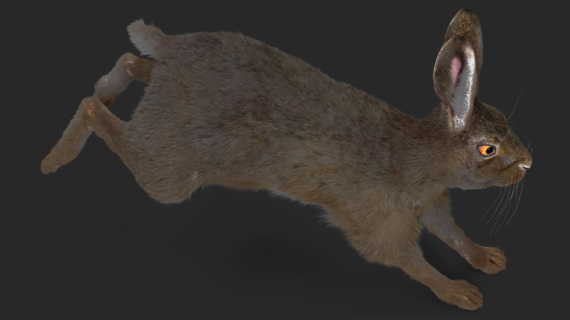 3D Hare With Fur Animated Model - TurboSquid 2241922