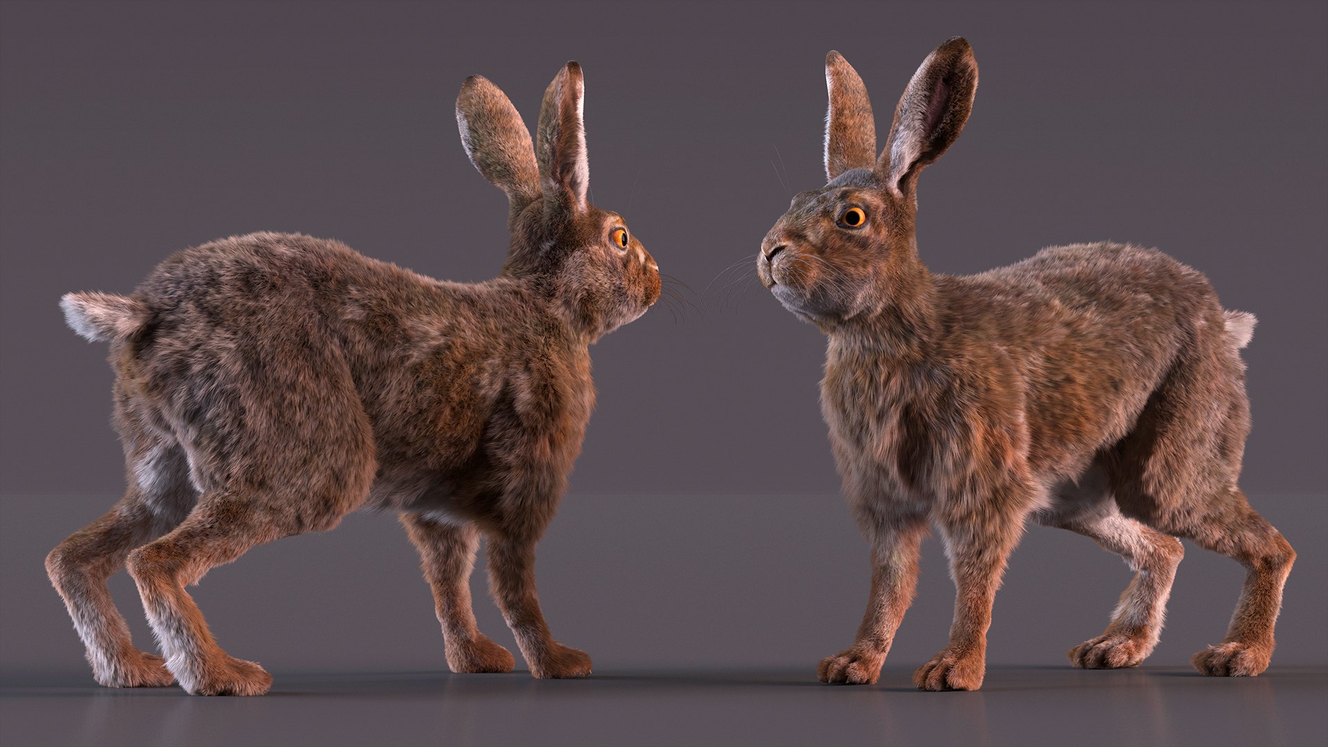 3D Hare With Fur Animated Model - TurboSquid 2241922