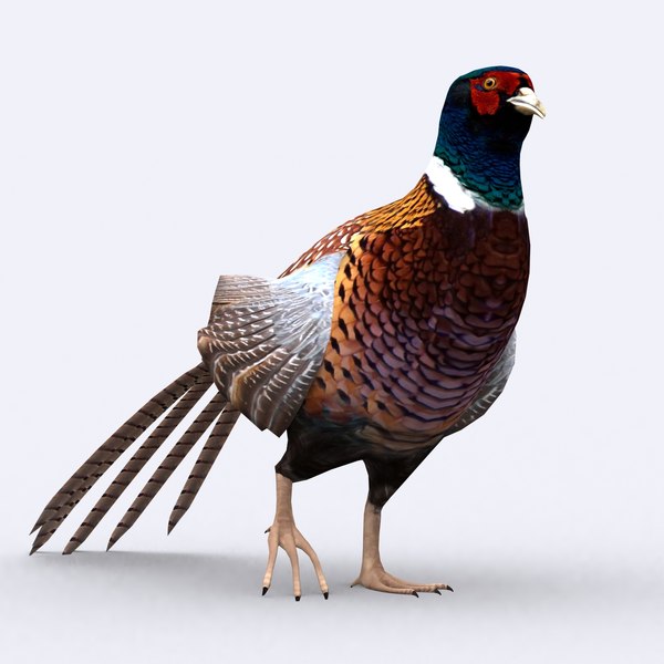 Pheasant 3D Models for Download | TurboSquid