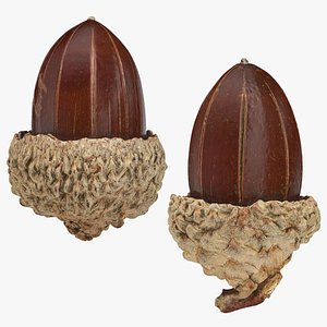3D Acorn Models - Browse & Download Formats - TurboSquid
