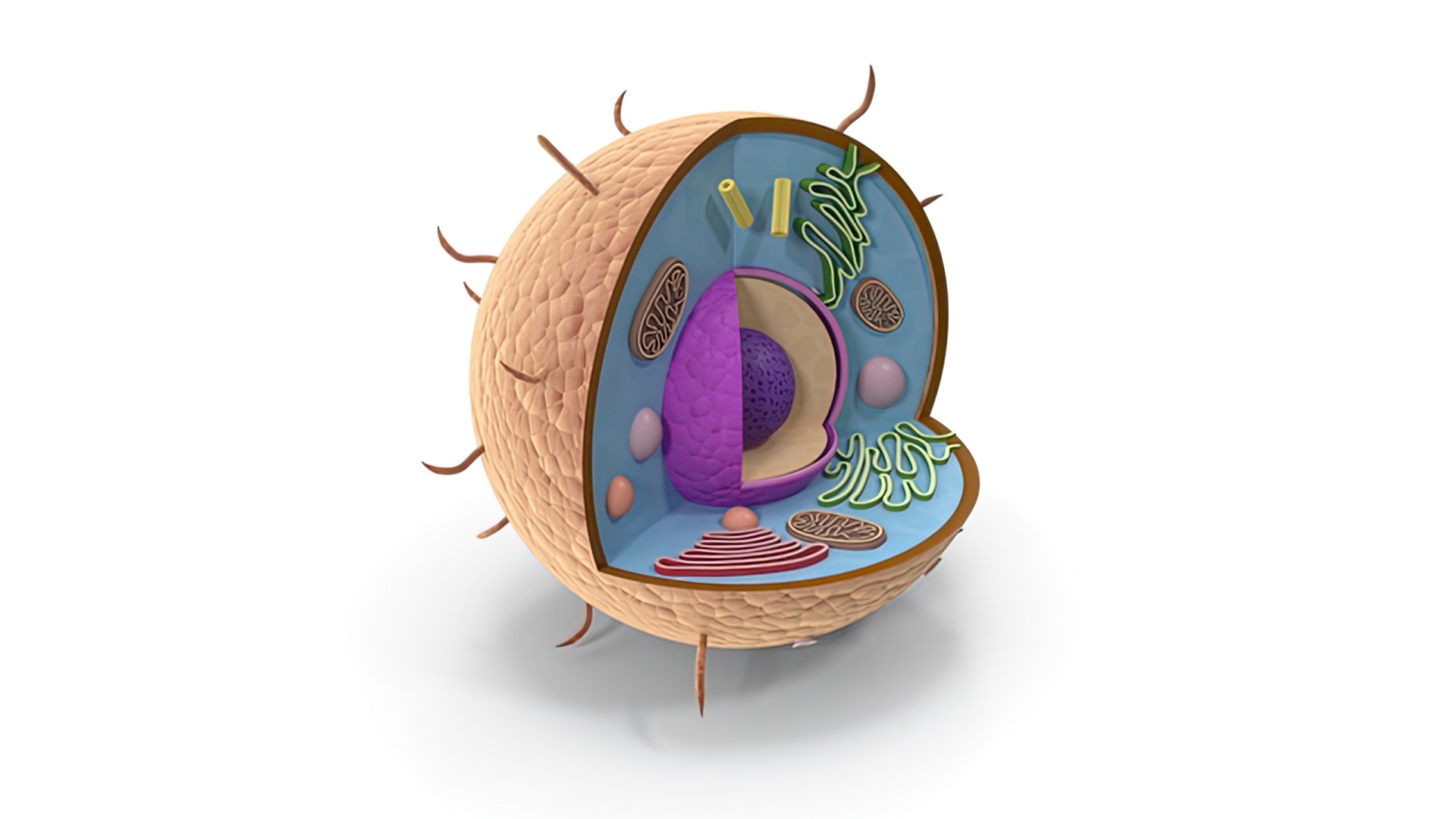 Animal Cell Structure 3D Model - TurboSquid 2210826