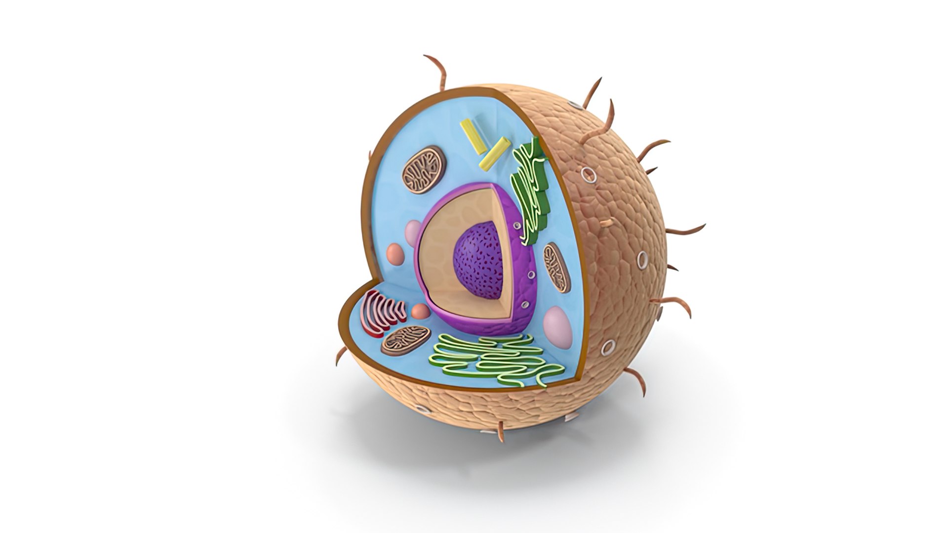 Animal Cell Structure 3D Model - TurboSquid 2210826