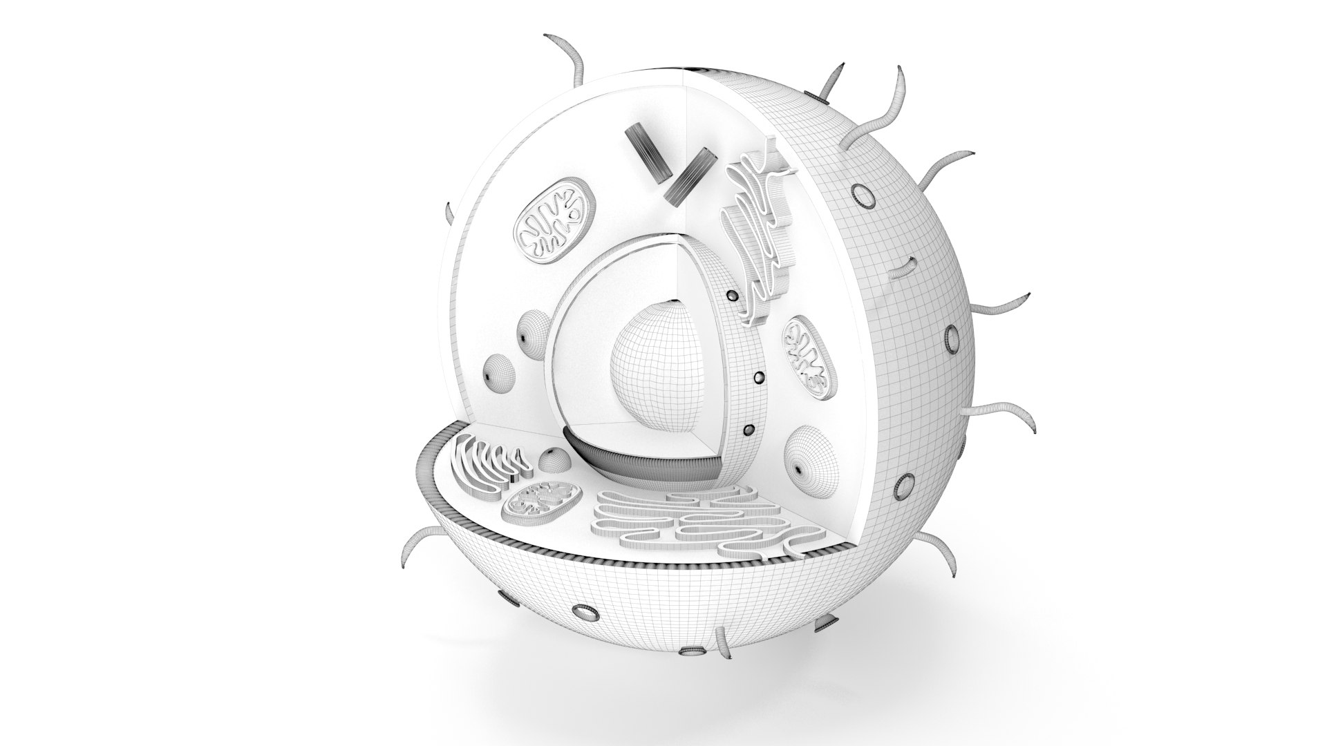Animal Cell Structure 3D Model - TurboSquid 2210826