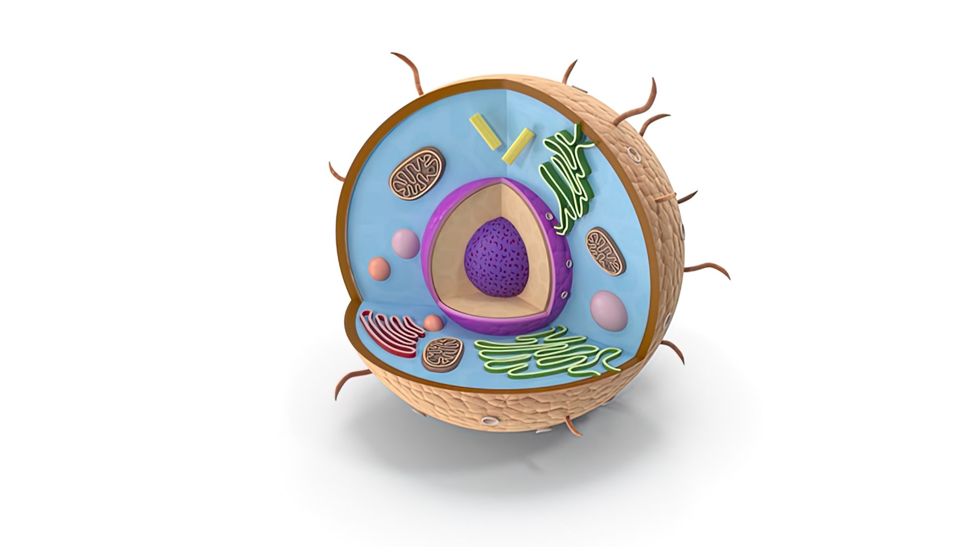 Animal Cell Structure 3D Model - TurboSquid 2210826