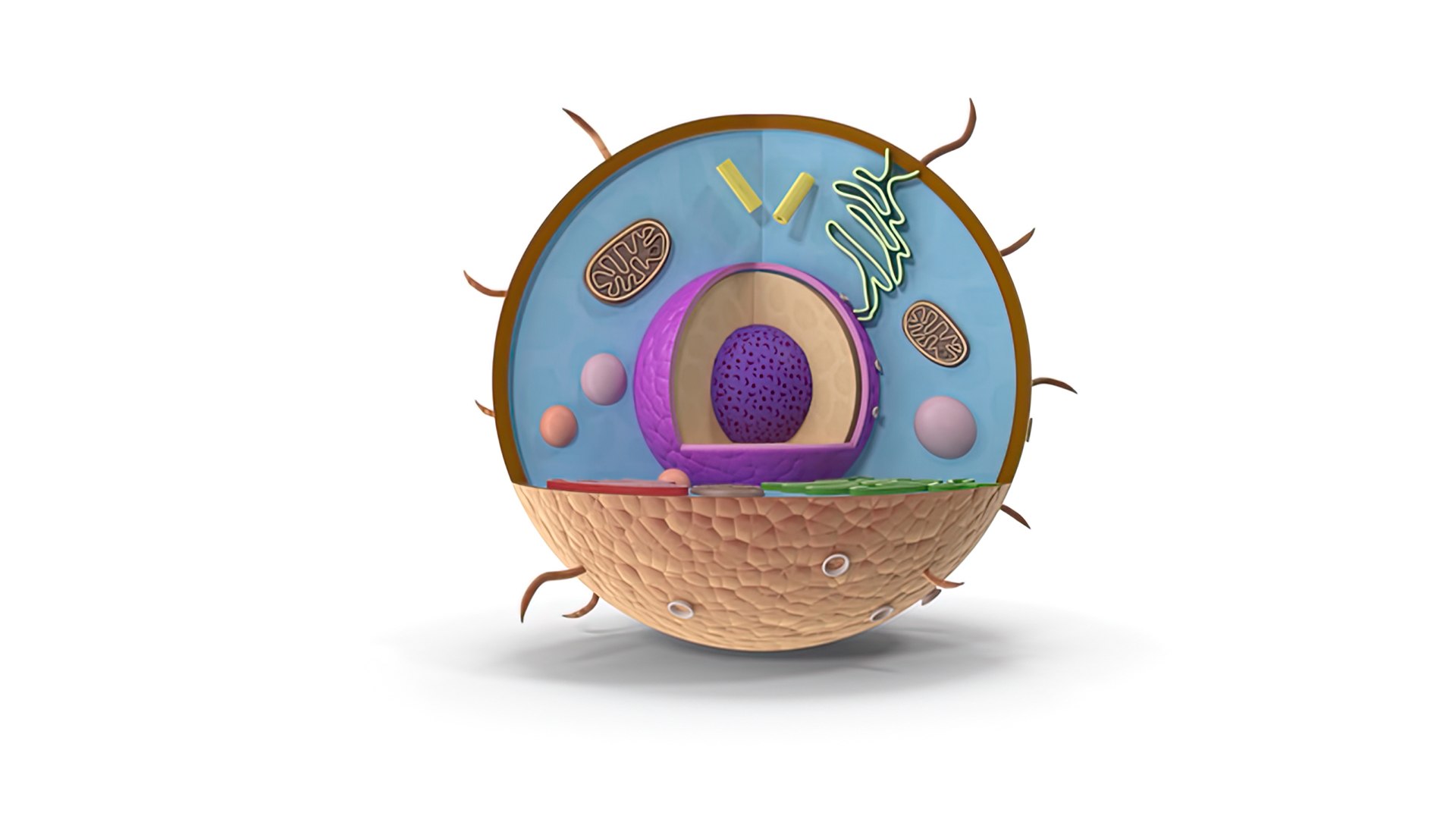 Animal Cell Structure 3D Model - TurboSquid 2210826