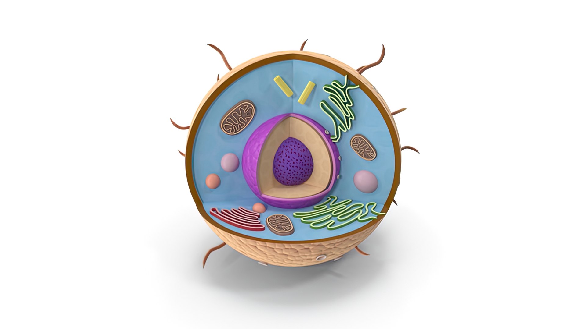 Animal Cell Structure 3D Model - TurboSquid 2210826