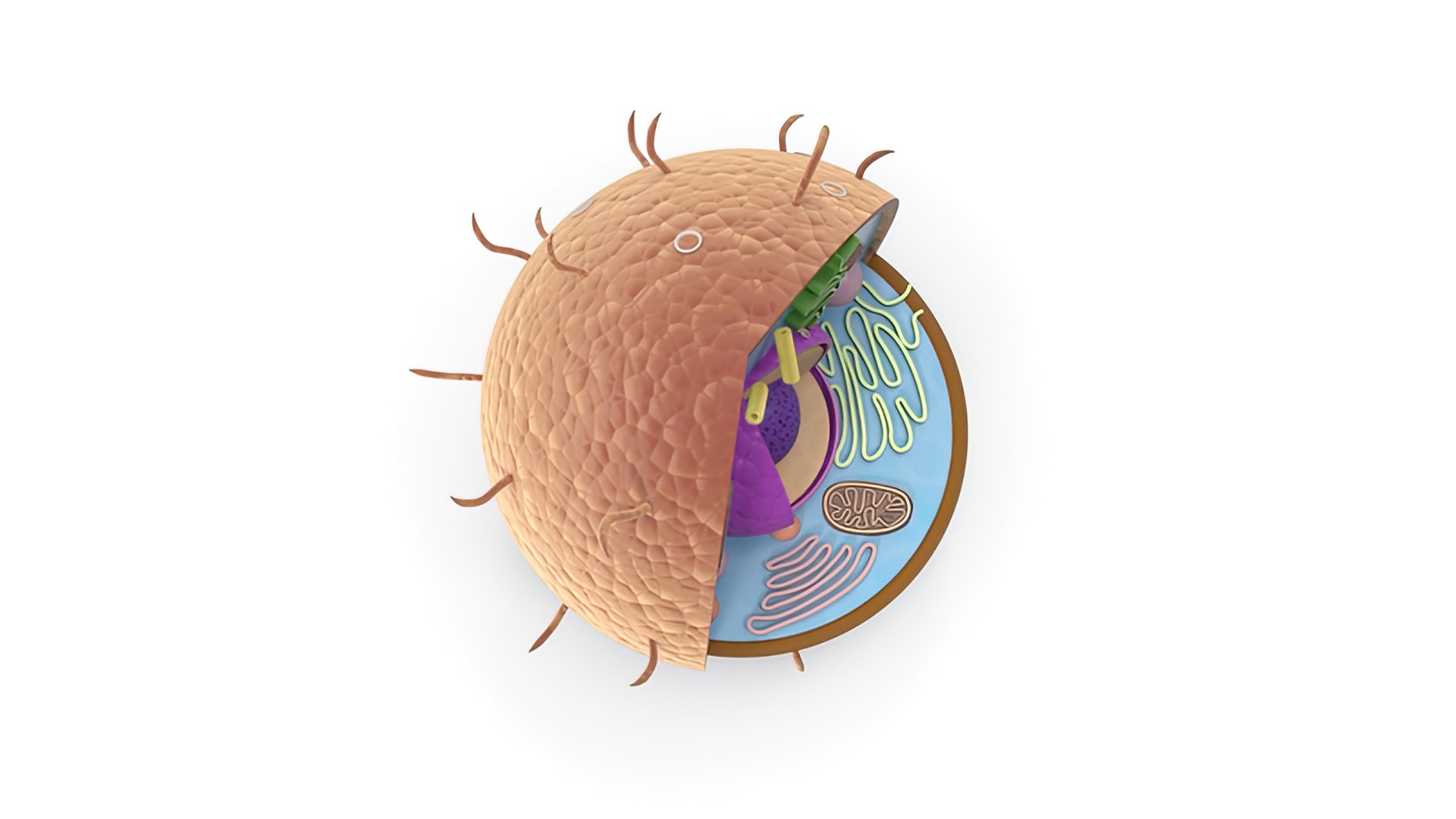 Animal Cell Structure 3D Model - TurboSquid 2210826