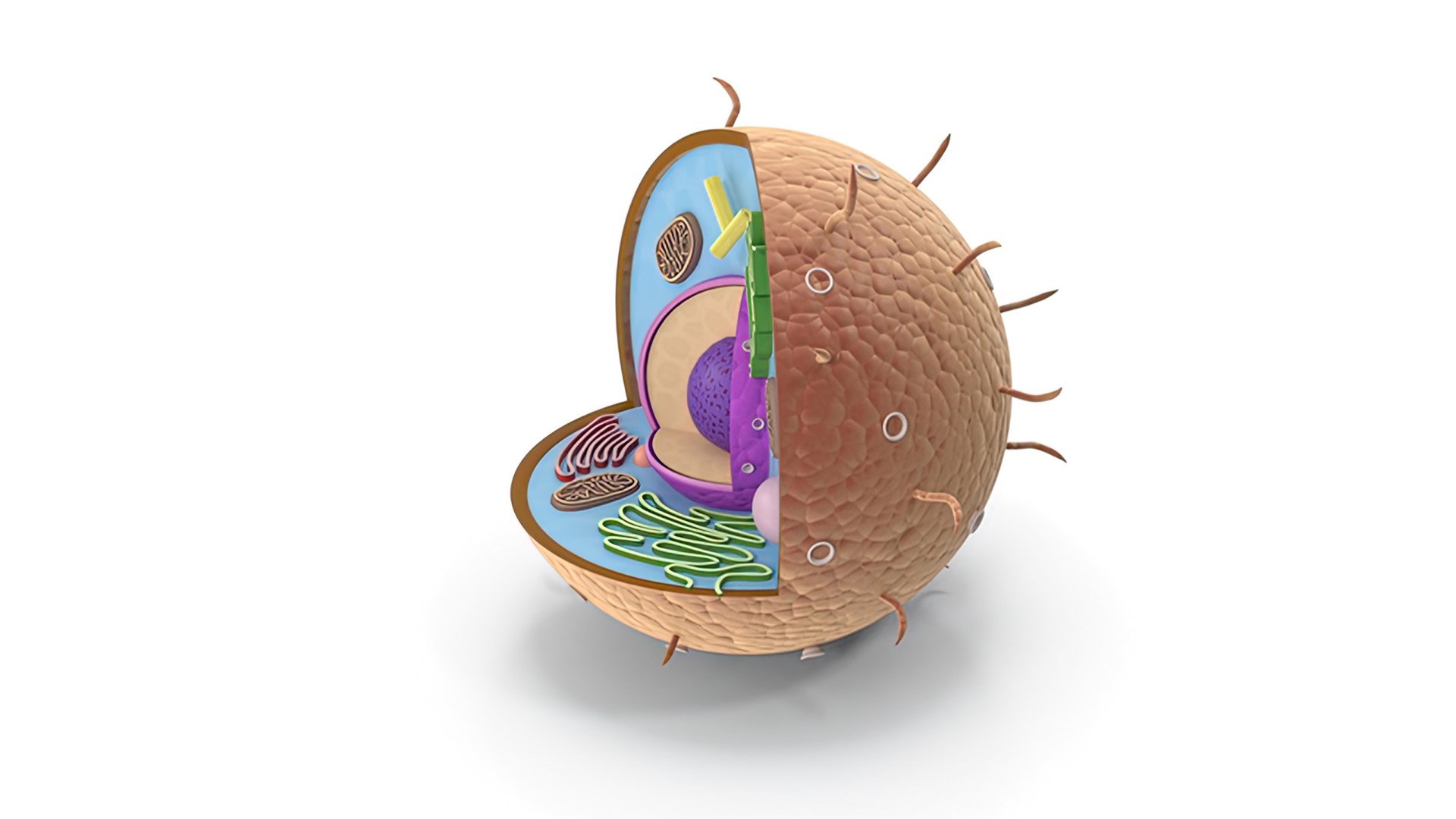 Animal Cell Structure 3D Model - TurboSquid 2210826