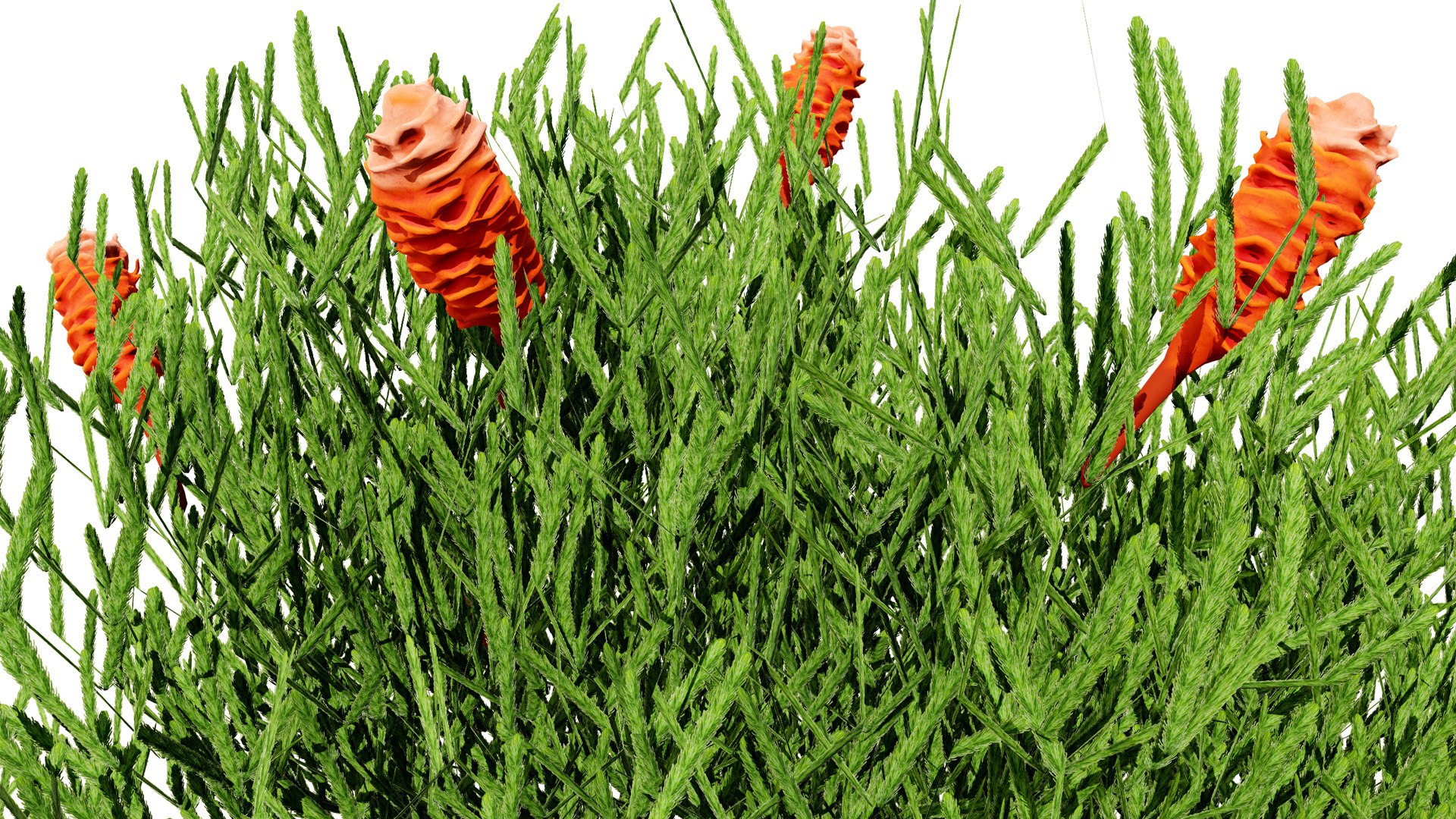 3D Realistic Banksia Tree 3D Asset - TurboSquid 2394618