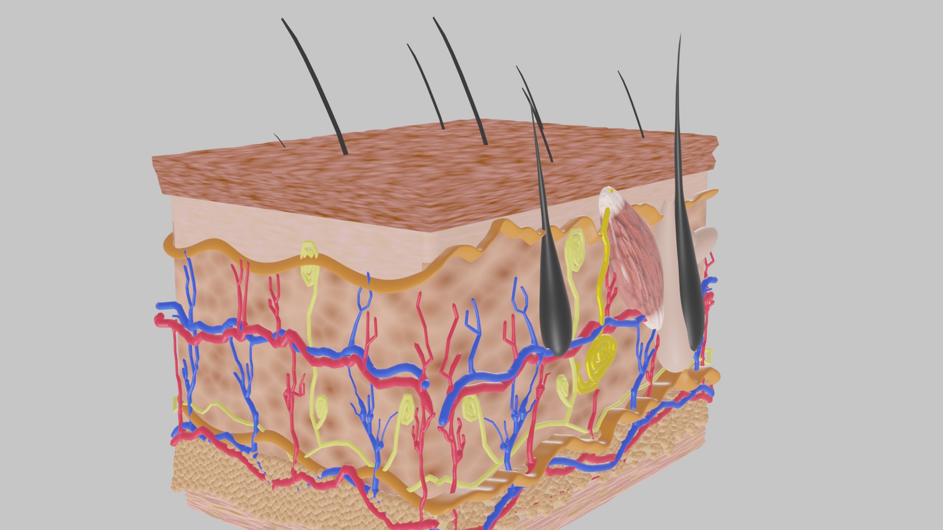 Structure Of Skin Model - TurboSquid 2164434