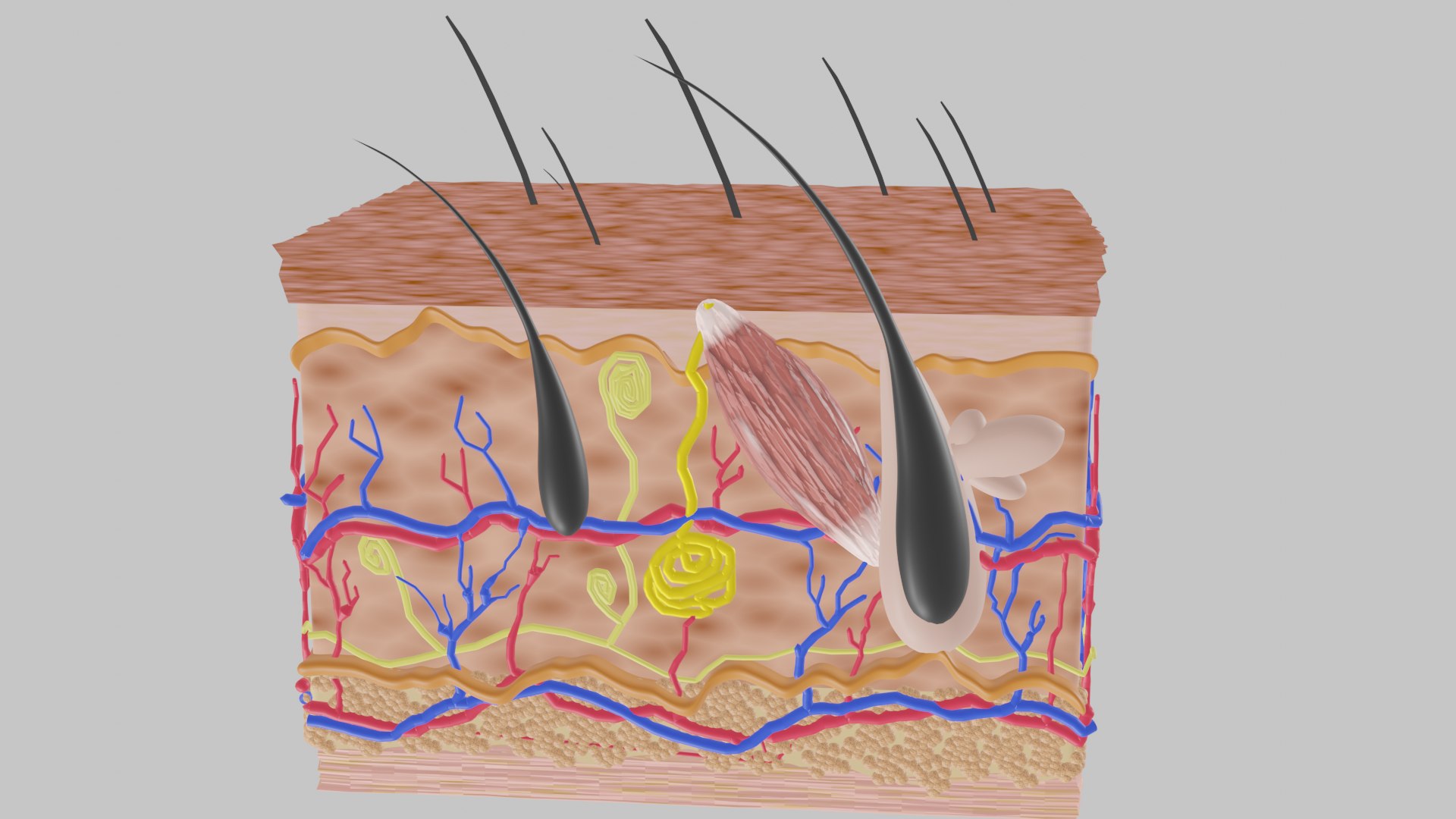 Structure Of Skin Model - TurboSquid 2164434