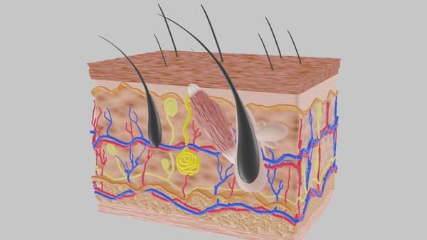 modèle 3D de Structure de la peau - TurboSquid 2164434