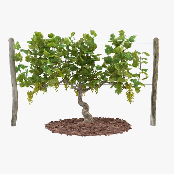 3d model pack vineyard
