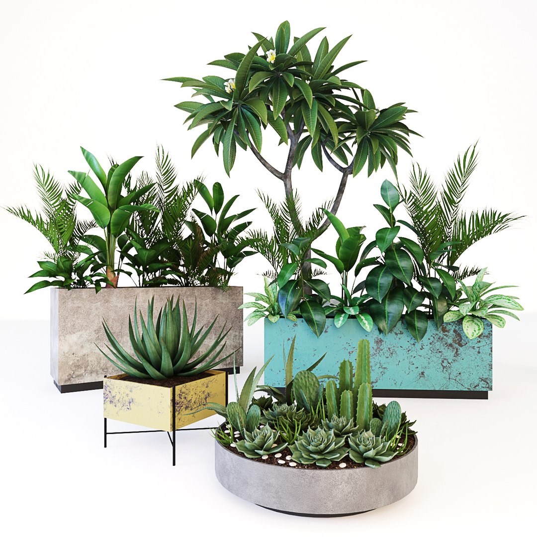 Tree Pot Plants 3D - TurboSquid 1539451