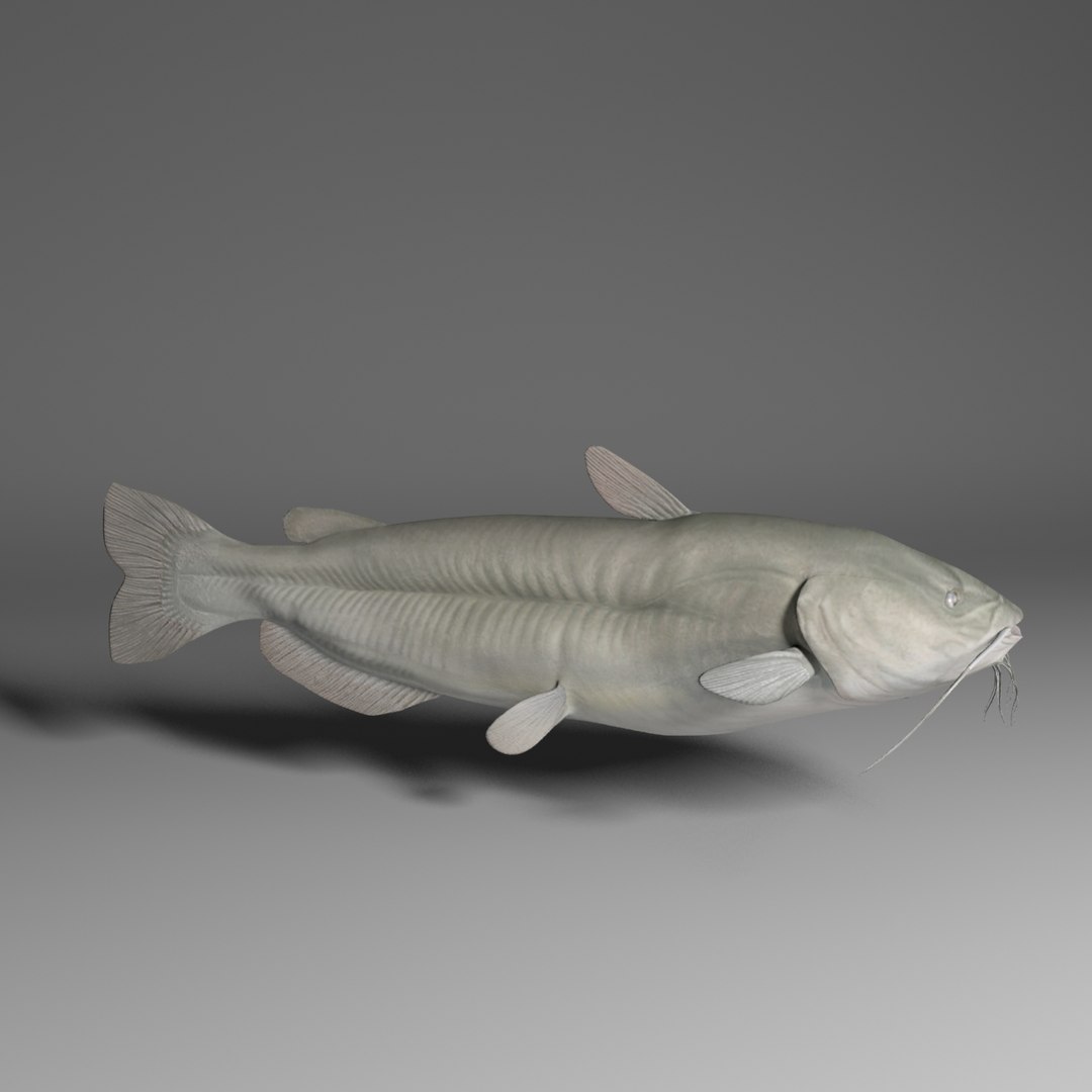 Channel Catfish Fish 3d Model