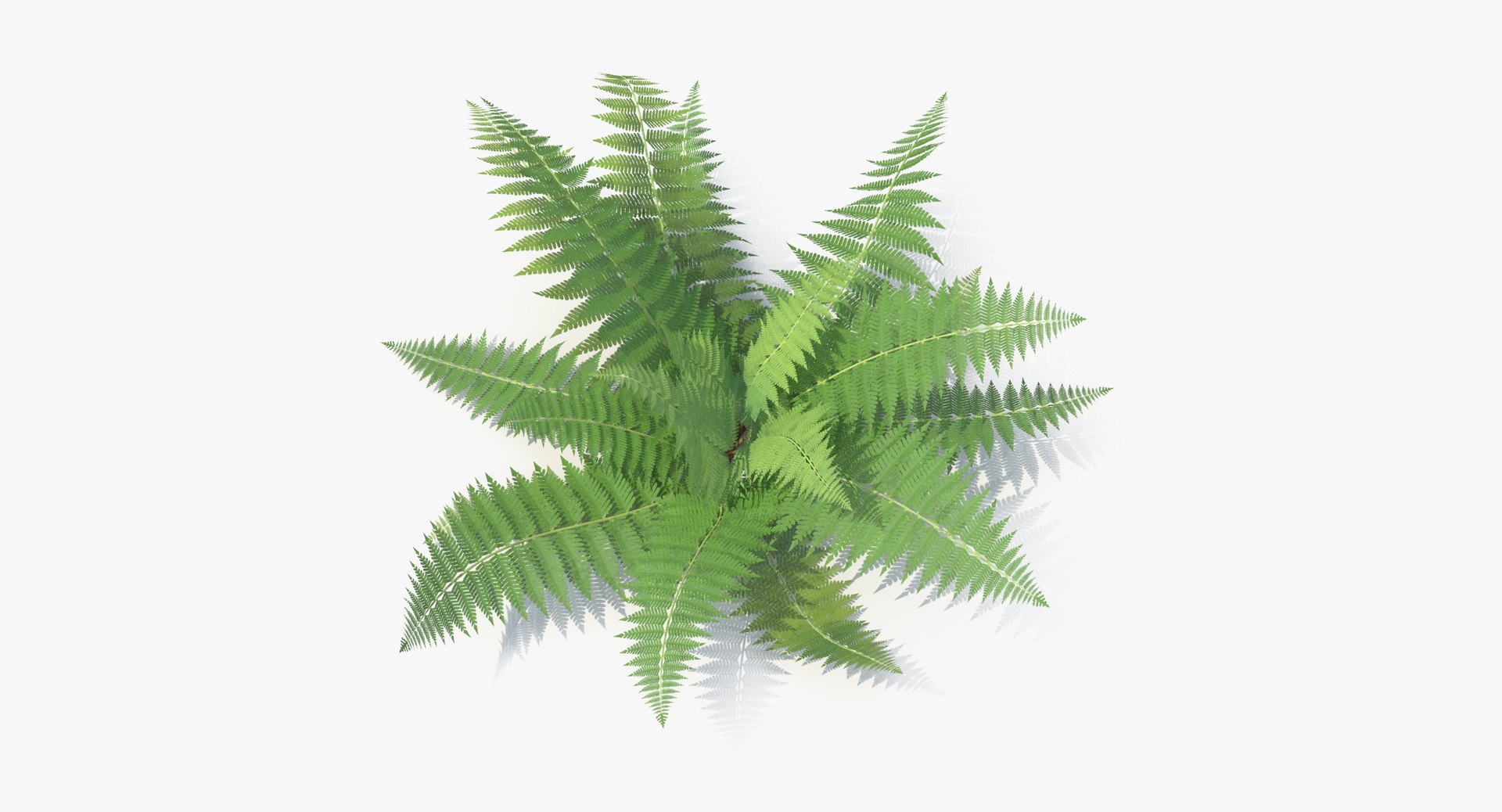 3d Model Ferns 01